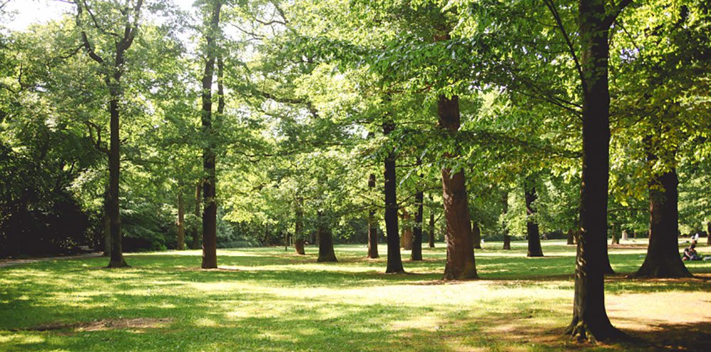 Tree Surveys - The XRAIL Group